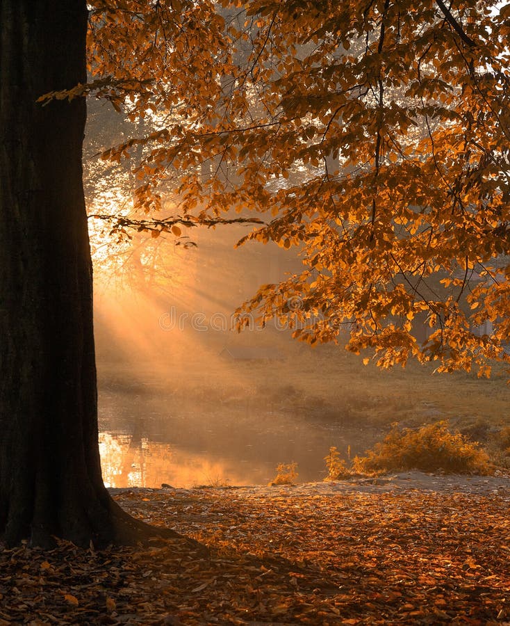 Rays of Light. Autumn in the Park. Autumn Trees in the Rays of the Sun ...
