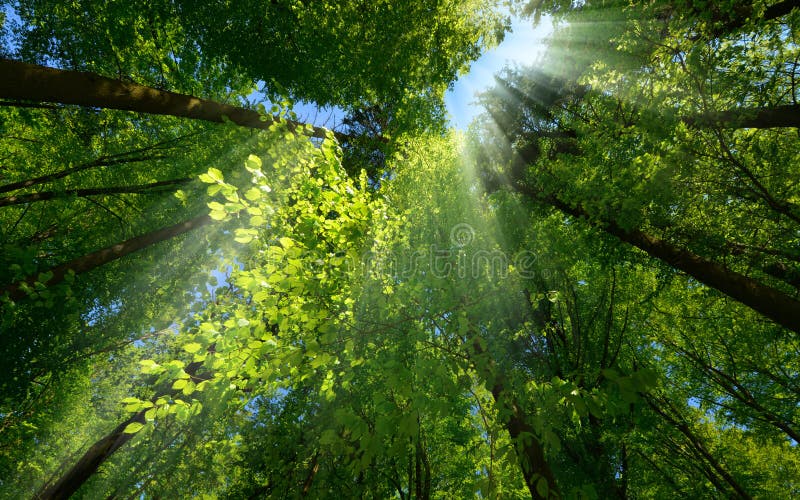 Rays of Light Beautifully Enhancing a Tree Canopy Stock Image - Image ...