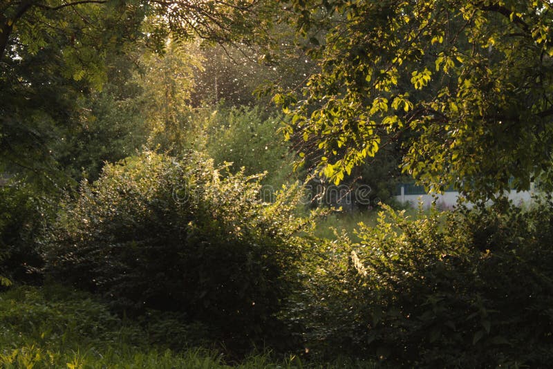 Rays of Light Behind the Trees in the Park Stock Photo - Image of ...