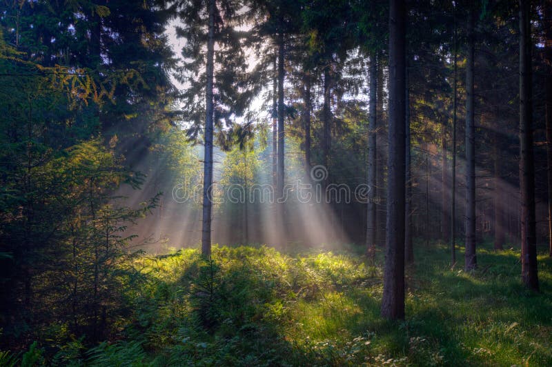 Rays of Light in a Dark Forest Stock Photo - Image of dawn, landscape ...