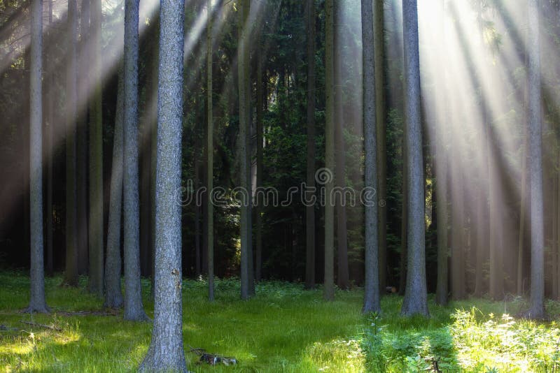 Rays of light in forest stock photo. Image of forest - 19763858