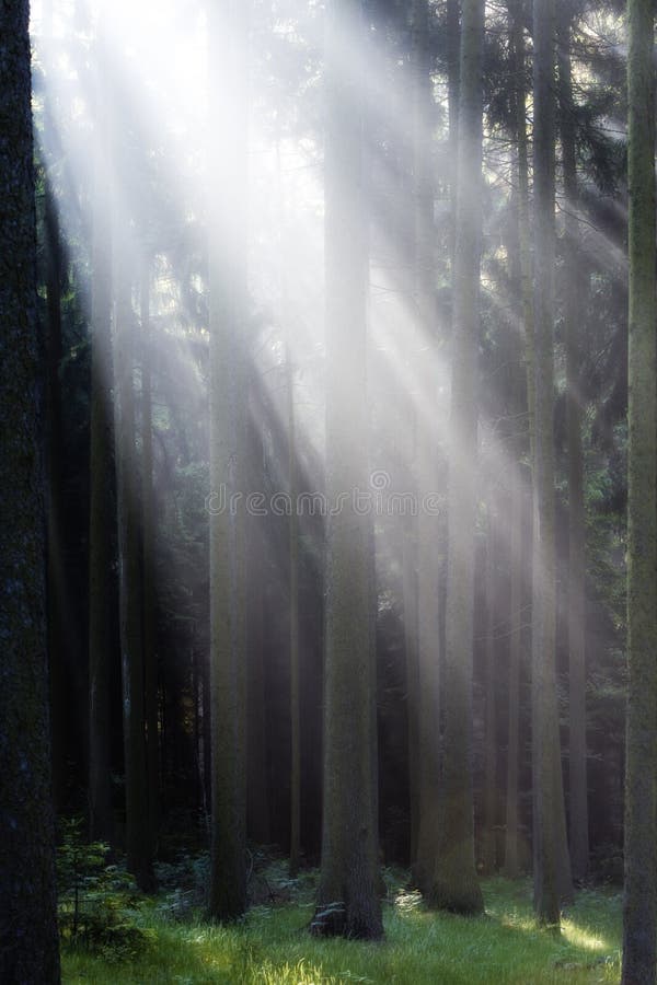 Sun rays in the woods stock photo. Image of warmth, sunshine - 2030948