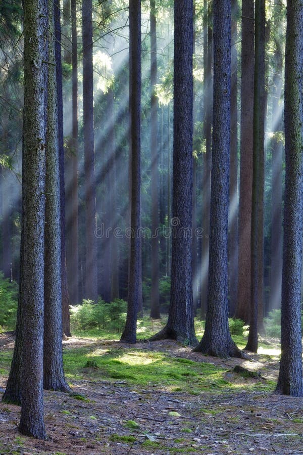 Rays of light in forest stock image. Image of mist, branches - 30746155