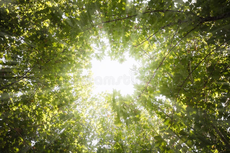 Rays of Light through the Leaves of the Trees Stock Image - Image of ...