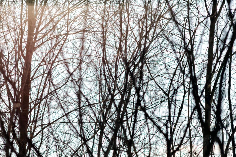 Dry tangled tree roots stock image. Image of roots, sunny - 99976753