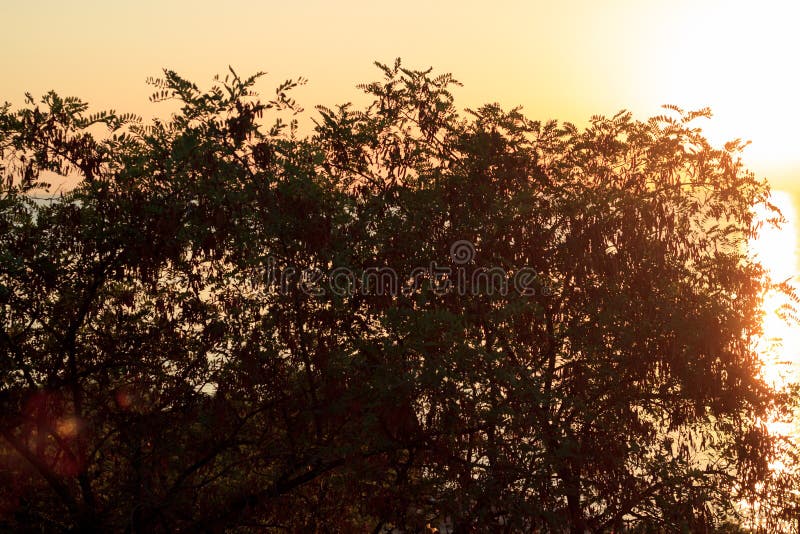 Rays of Light Pass through the Leaves of a Tree Stock Image - Image of ...