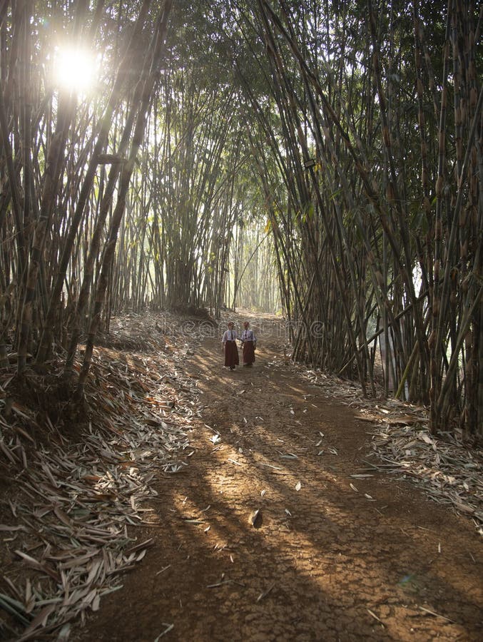 Rays of Light that Penetrate Bamboo Trees Stock Photo - Image of plant ...