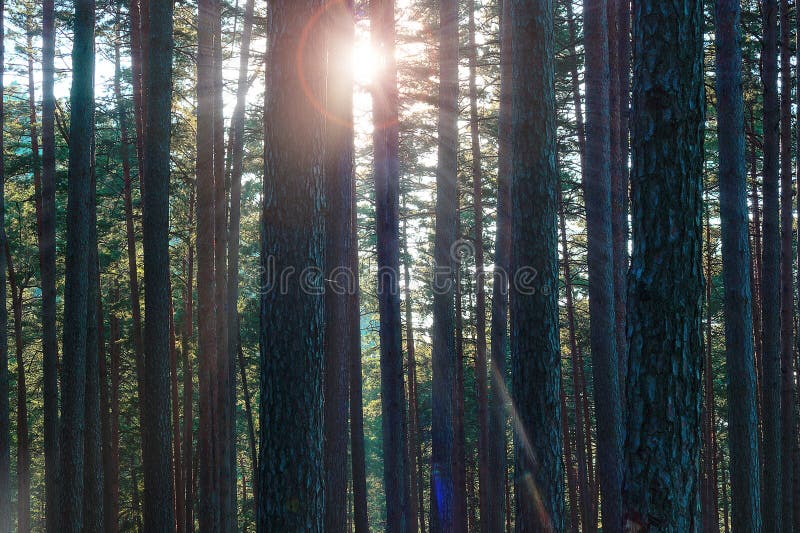 Light pine forest stock photo. Image of wide, trees, angle - 56837414