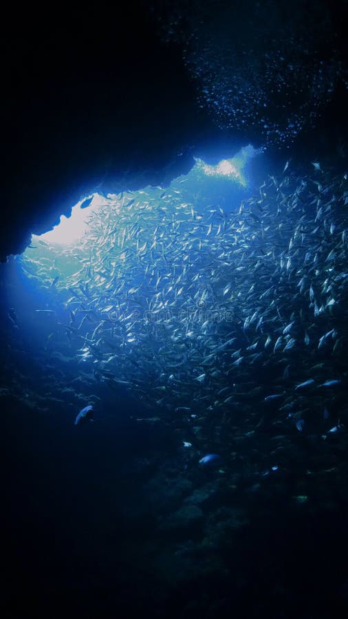 Rays of Light and School of Fish Underwater Inside a Cave Stock Image ...