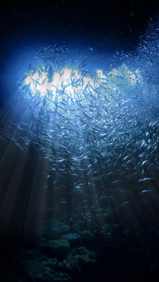 Rays of Light and School of Fish Underwater Inside a Cave Stock Image ...