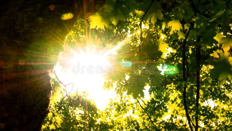 Rays of Light Shine through the Tree Stock Photo - Image of sunshine ...