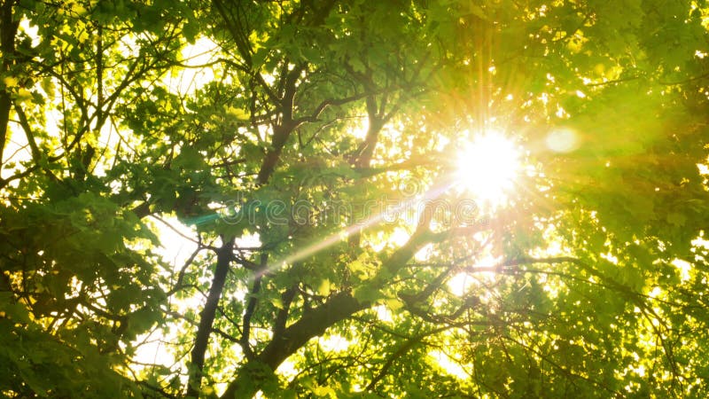 Rays of Light Shine through the Tree Stock Video - Video of light ...