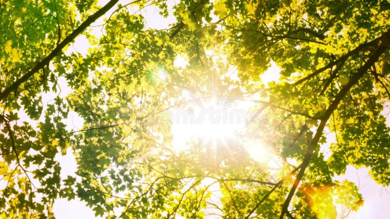 Rays of Light Shine through the Tree Stock Video - Video of light ...