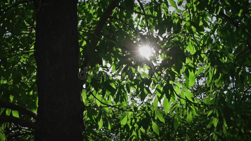 Rays of Light Shine through the Tree Branches with Green Leaves. Lens ...