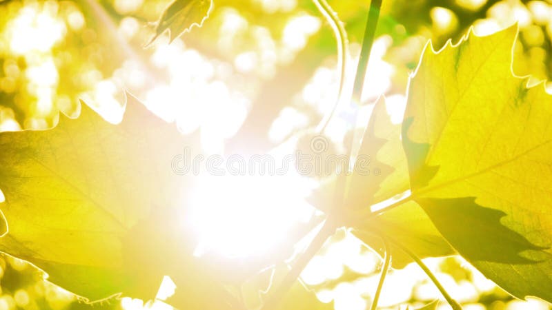 Rays of Light Shine through the Tree Stock Video - Video of light ...