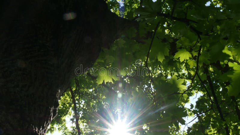 Rays of Light Shine through the Tree Stock Video - Video of light ...