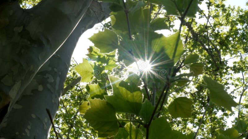 Rays of Light Shine through the Tree Stock Video - Video of light ...