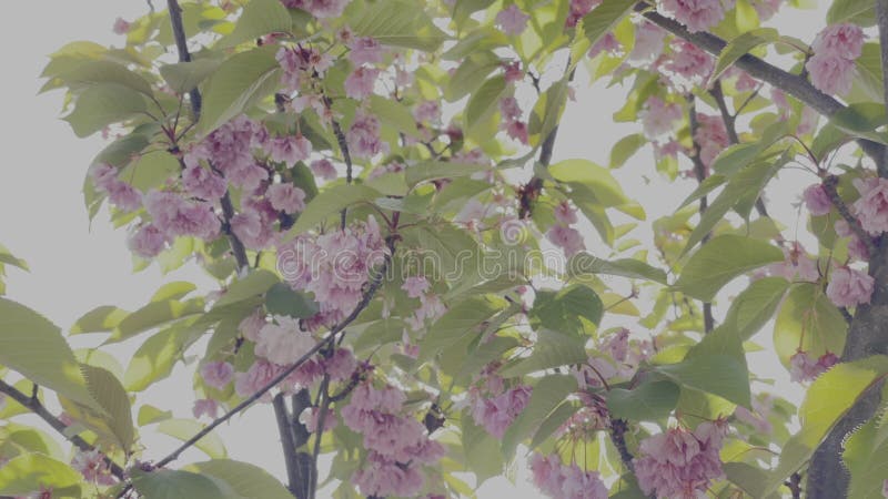 Rays of Light Shining through the Flowers Sakura Branches. Close-up ...
