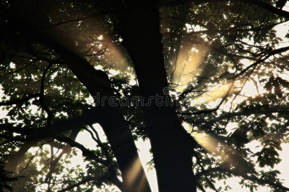 Rays of light through tree stock photo. Image of tree - 3782274
