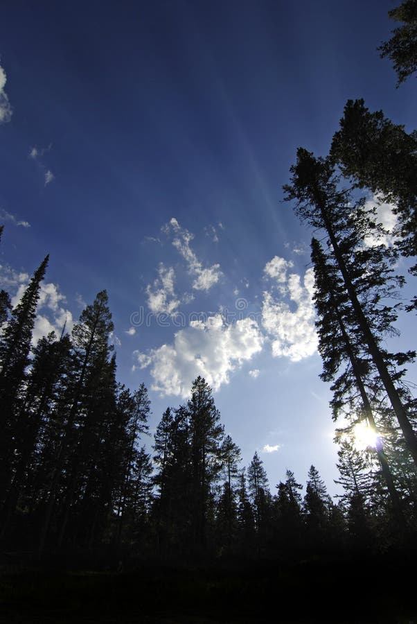 Rays of Light and Trees stock photo. Image of rays, cloud - 6089660