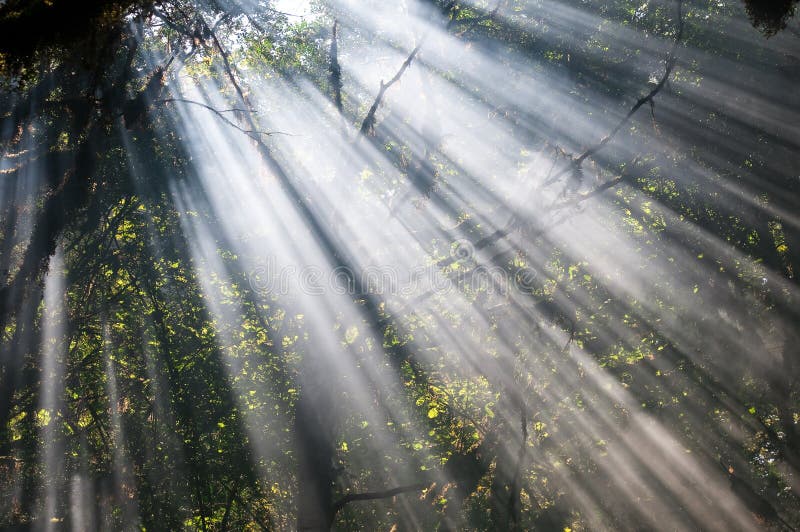 Rays of light in wood. stock image. Image of smoke, stream - 16291329