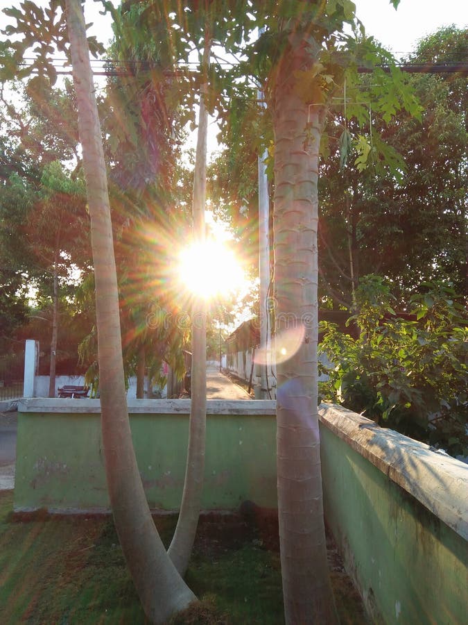 The Rays of the Morning Sun Enter the Gaps in the Trees in the Garden ...