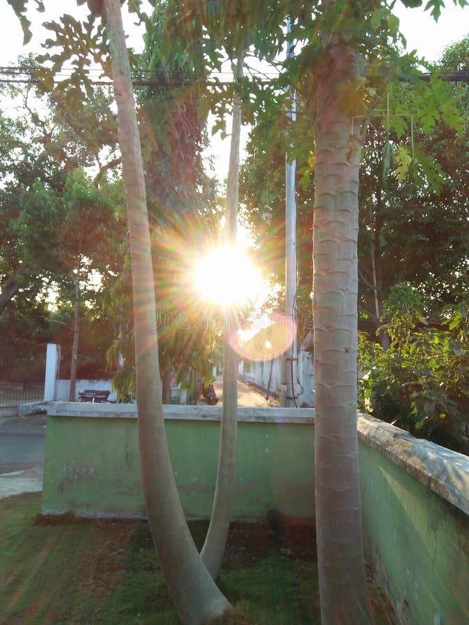 The Rays of the Morning Sun Enter the Gaps in the Trees in the Garden ...