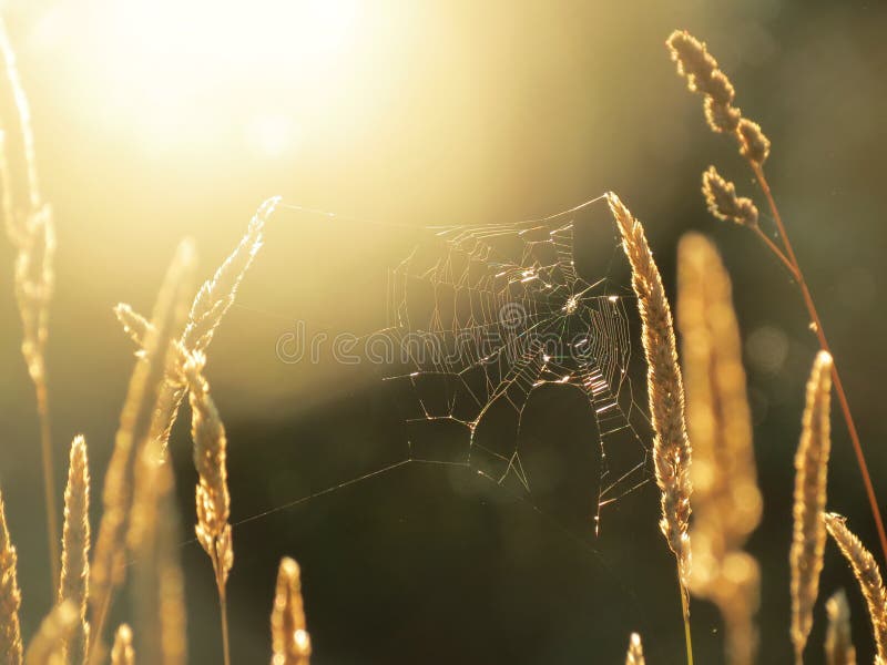 Cobweb on the grass stock image. Image of gold, thin - 210922549