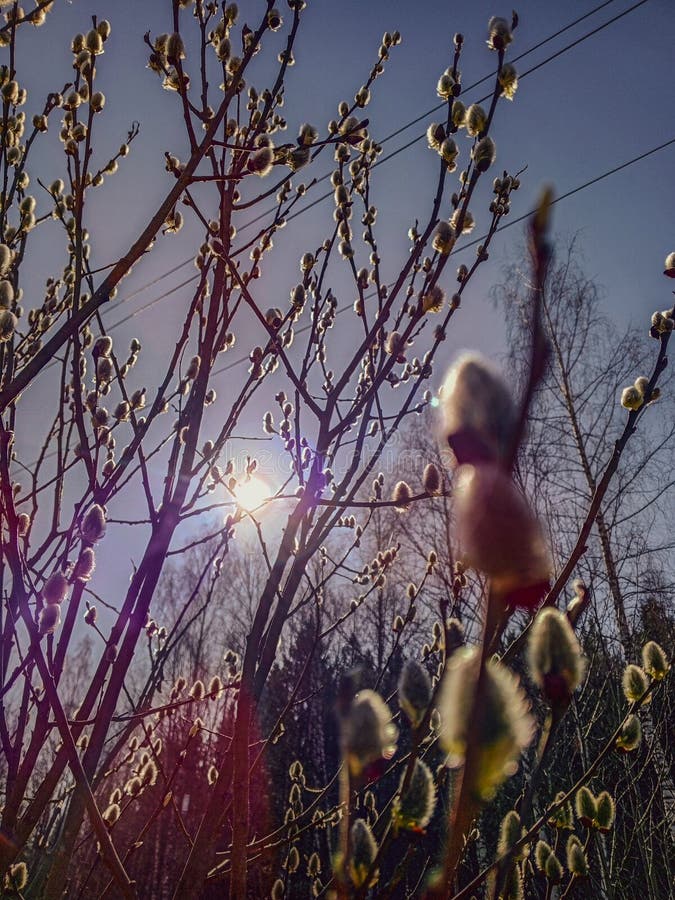 The Rays of the Rising Sun and the Beautiful Spring Willow. Stock Image ...