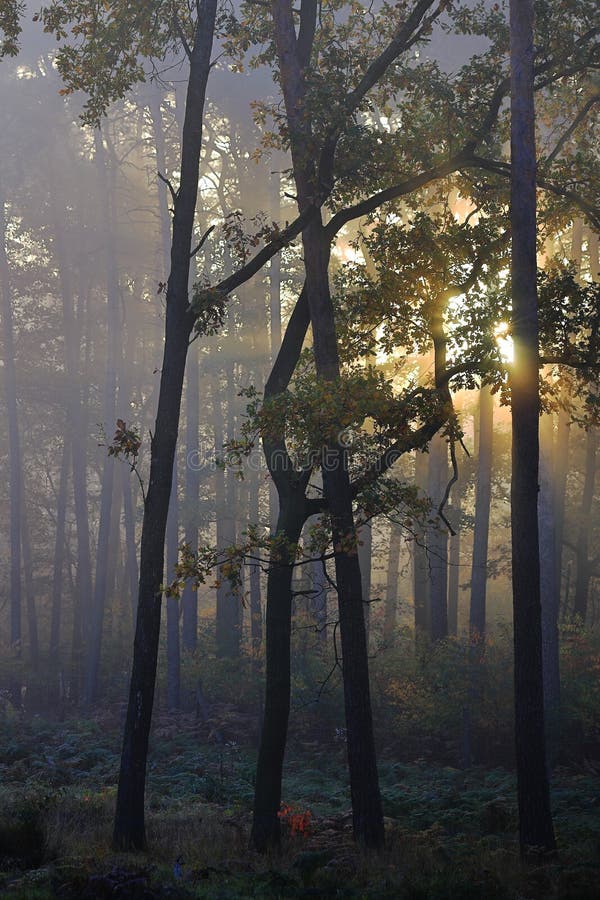 The Rays of the Rising Sun are Beautifully Scattered through the Forest ...