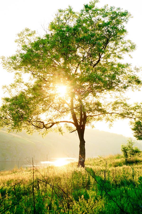 Rays of the Rising Sun Shine through a Tree Stock Photo - Image of ...