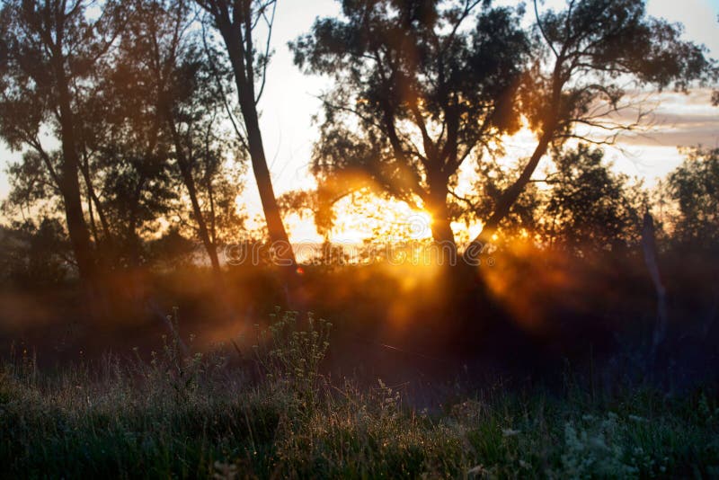 Rays of the rising sun stock photo. Image of beam, nature - 46458780
