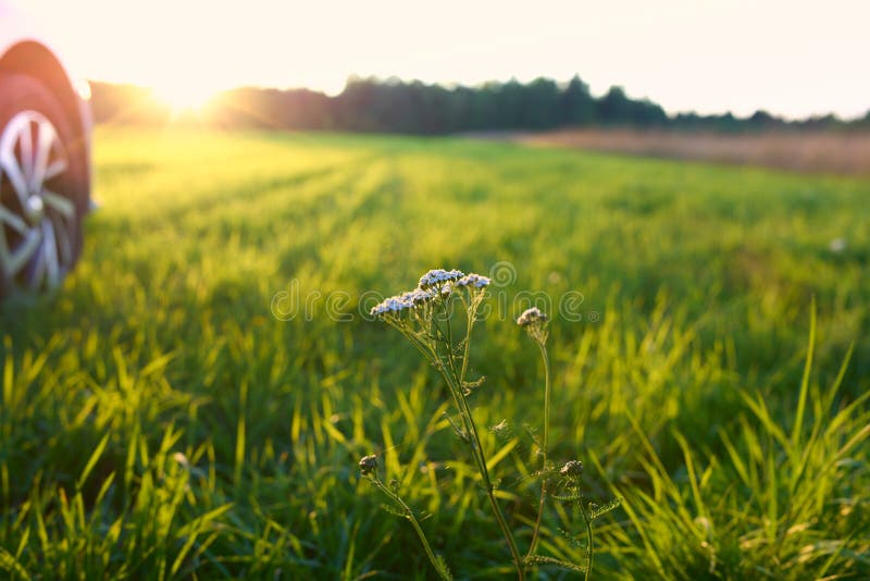 Rays of the Setting Summer Sun in the Field Stock Photo - Image of ...