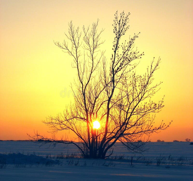 In the Rays of the Setting Sun Stock Image - Image of winter, young ...