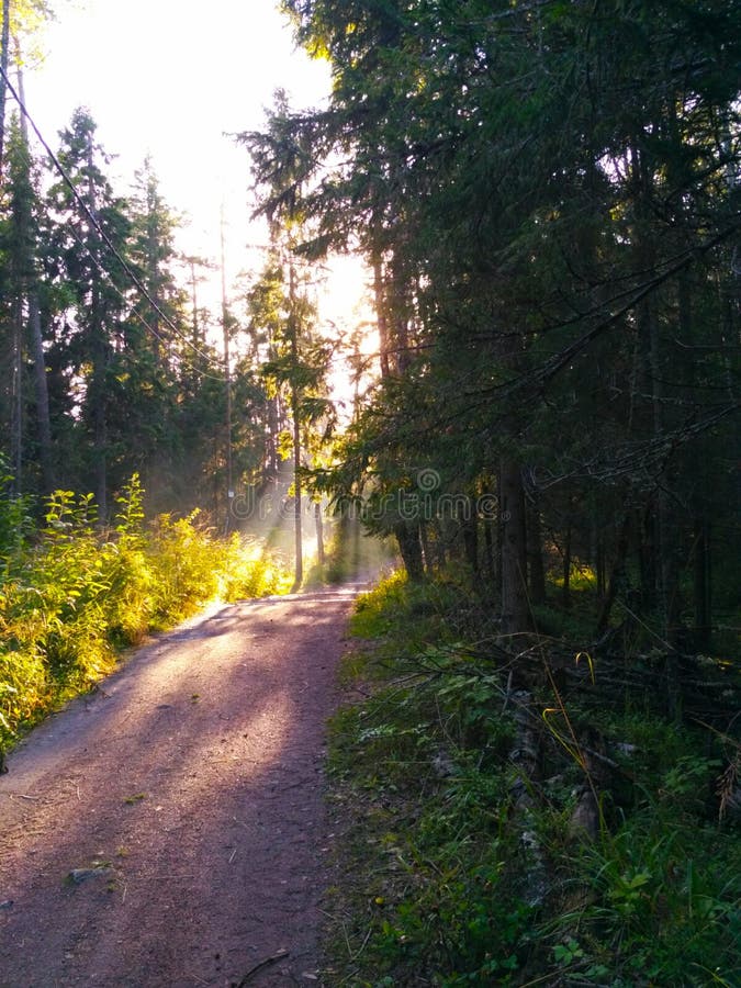 Rays of the Setting Sun Falling on a Forest Road Stock Photo - Image of ...
