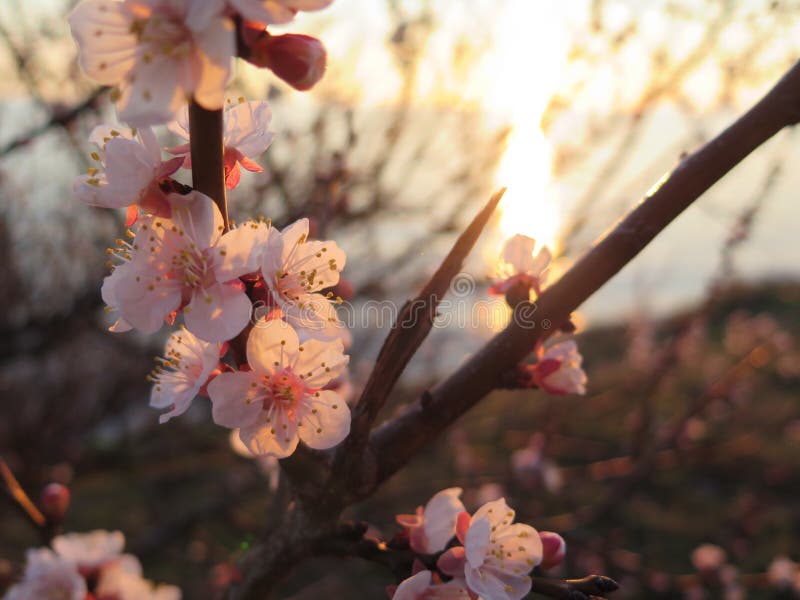 Cherry blossom in spring stock image. Image of sakura - 188580379