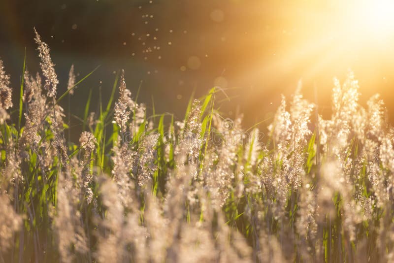 The Rays of the Setting Sun Over the Field with Plants. Shallow Depth ...
