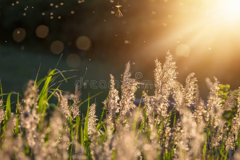 The Rays of the Setting Sun Over the Field with Plants. Shallow Depth ...