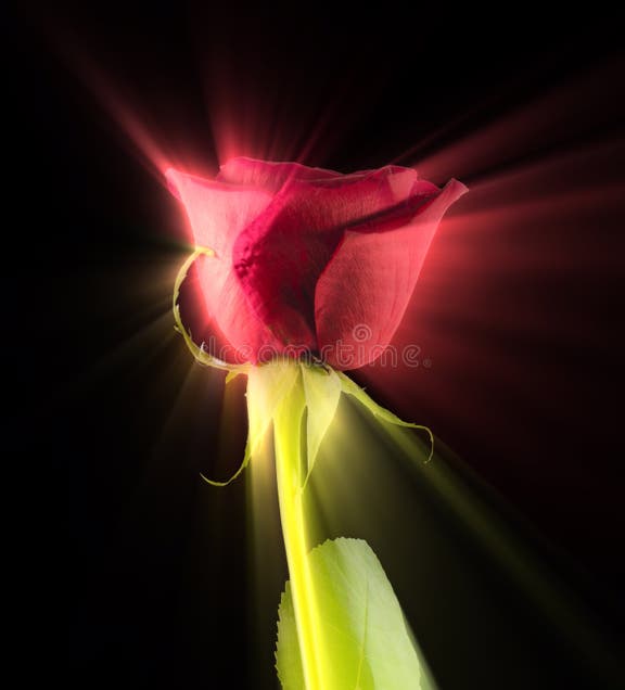 The Rays of a Simple Rose stock photo. Image of phototechnique - 82023670