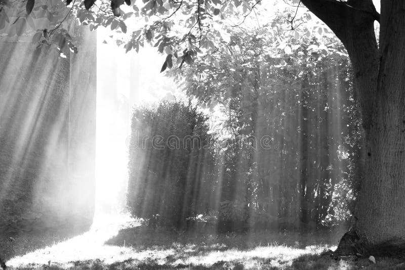 Rays, smoke and tree stock image. Image of light, plant - 128490455