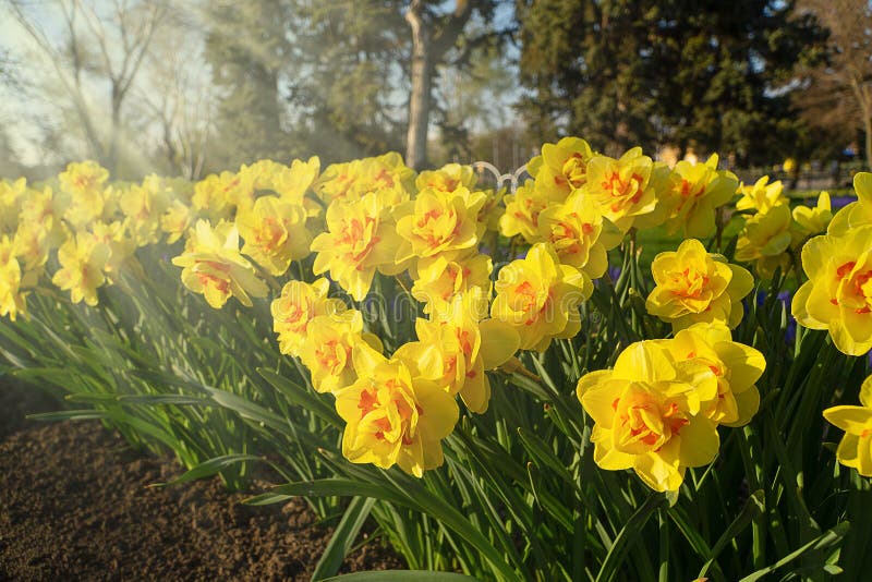 The Rays of the Spring Sun Illuminate a Clearing with Yellow Daffodils ...