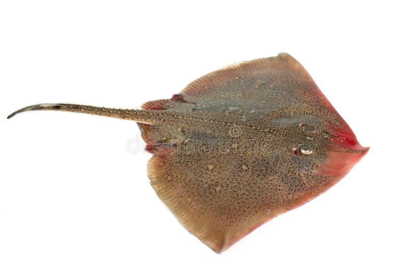 Rays in studio stock image. Image of fish, studio, rays - 81024343