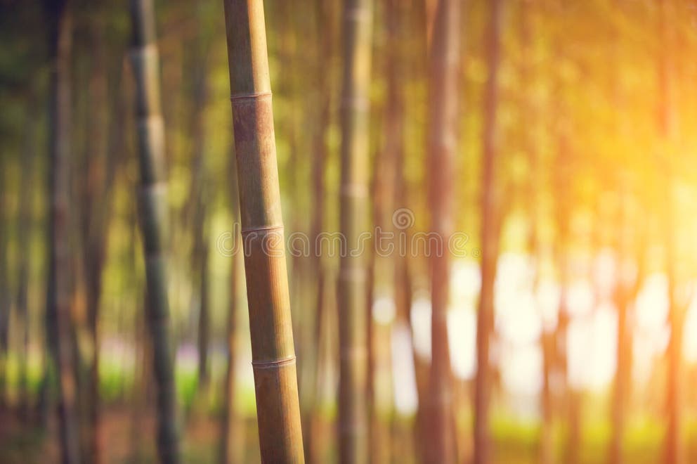 Bamboo forest at sunset stock image. Image of beam, bamboo - 100118951
