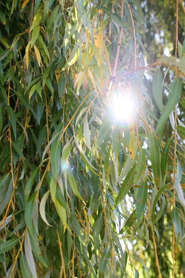 The Branches of the Autumn Willow Stock Image - Image of landscape ...
