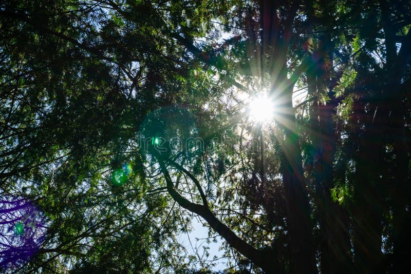 The Rays of the Sun Break through the Branches of the Spruce ...