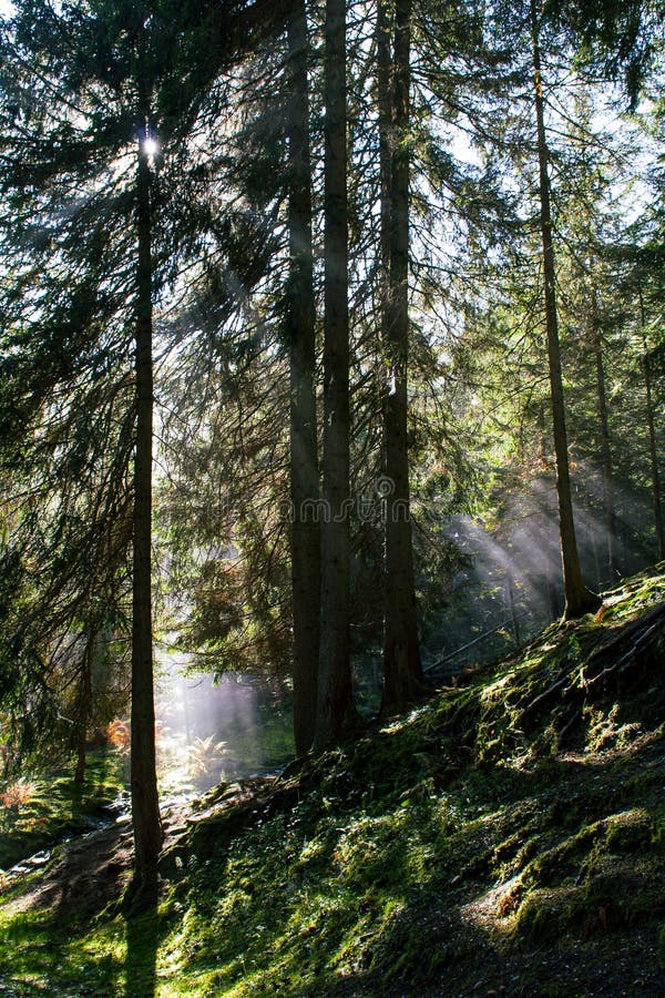 The Rays of the Sun Breaking through the Fir Trees and Thick Fog in the ...