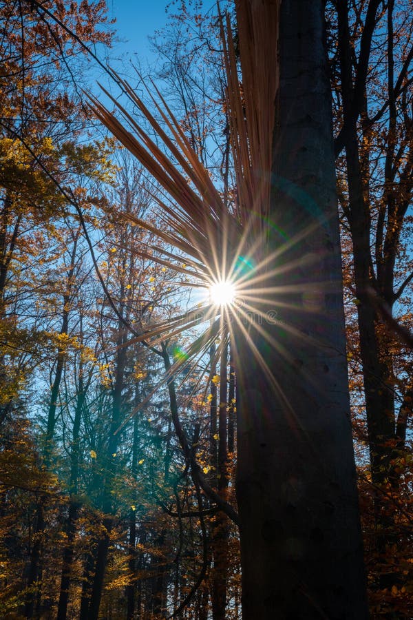 Rays of the Sun Breaking through the Tree Stock Photo - Image of ...