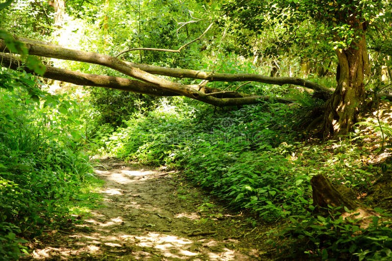 Blocking Sun Trees Stock Photos - Free & Royalty-Free Stock Photos from ...