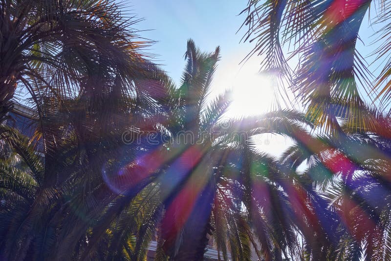 The Rays of the Sun at Dawn in the Blue Sky Break through the Leaves ...