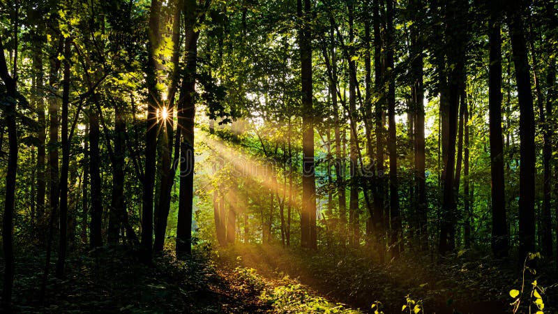 Rays of the Sun in the Evening Deciduous Forest Stock Photo - Image of ...